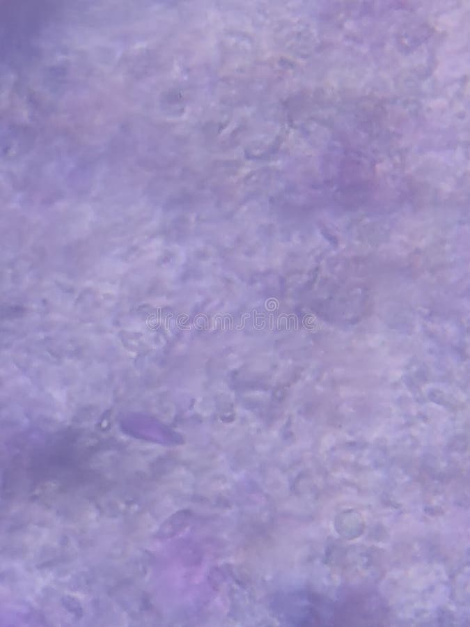 The Brain of a Pig Under the Microscope Stock Photo - Image of neurons ...