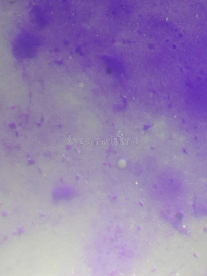 The Brain of a Pig Under the Microscope Stock Image - Image of neurons ...