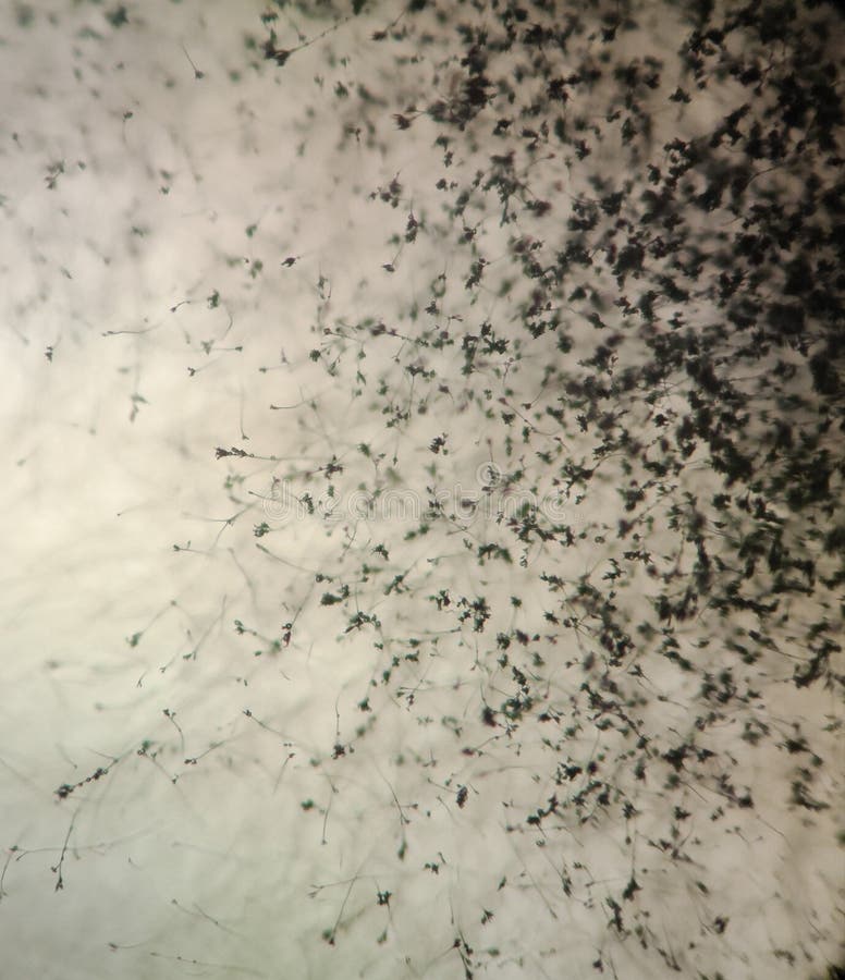 Aspergillus Fumigatus Colonies on Saboraud Dextrose Agar Medium Stock ...