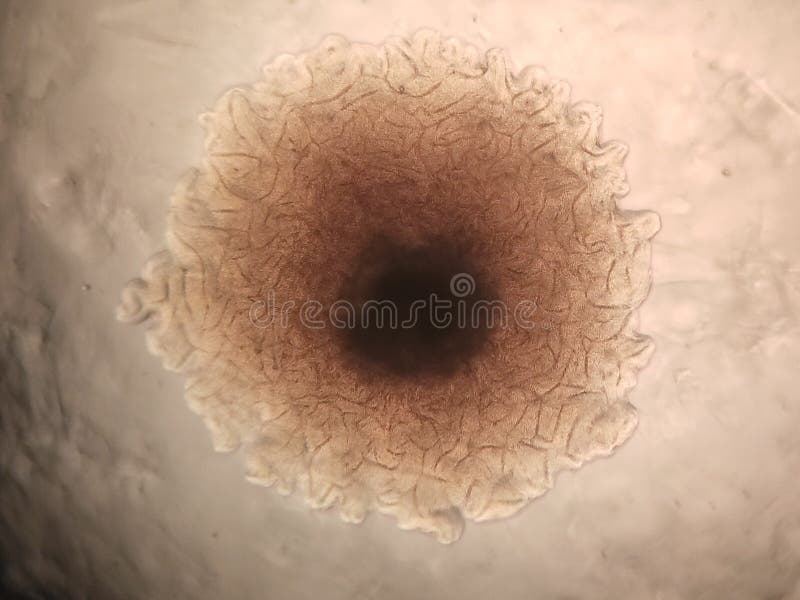 Bacillus Subtilis Bacteria Colony Microscopy Stock Photo - Image of ...