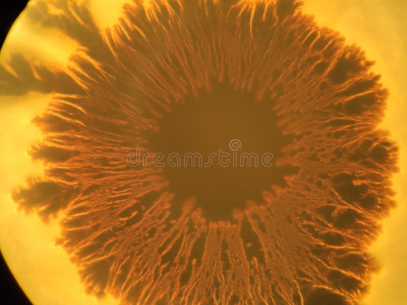 Eye Shaped Bacterial Colony Stock Photo - Image of laboratory ...