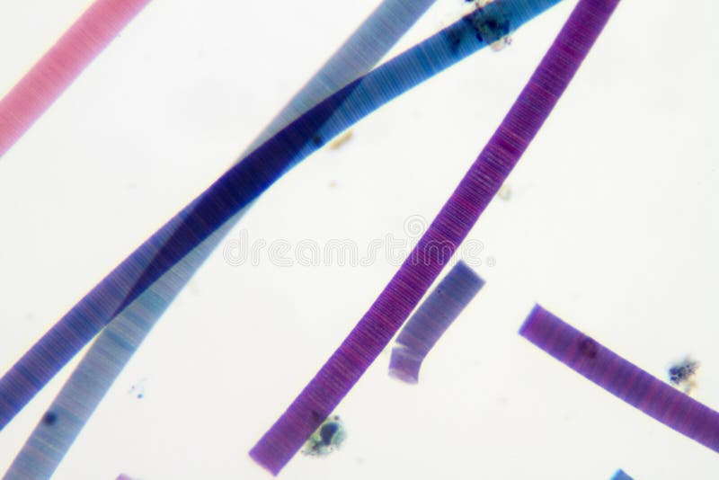 Oscillatoria Sp. Algae Under Microscopic View Stock Photo - Image of ...
