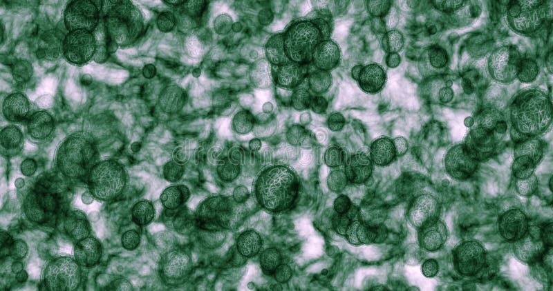 Microscope Virus, Bacteria and Zoom of Particles Moving Slowly in ...