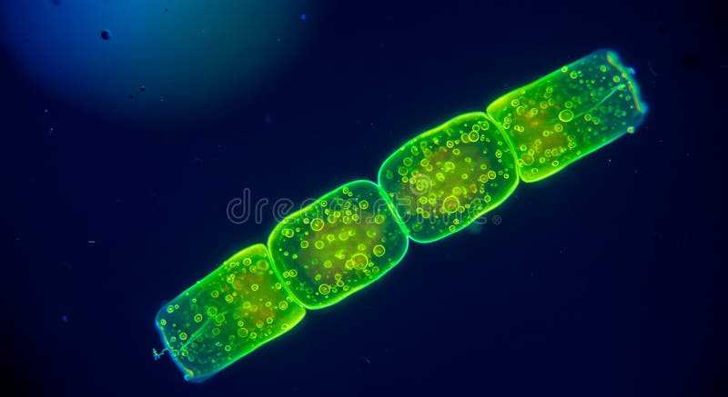 Microscopic Algae Chain stock illustration. Illustration of green ...