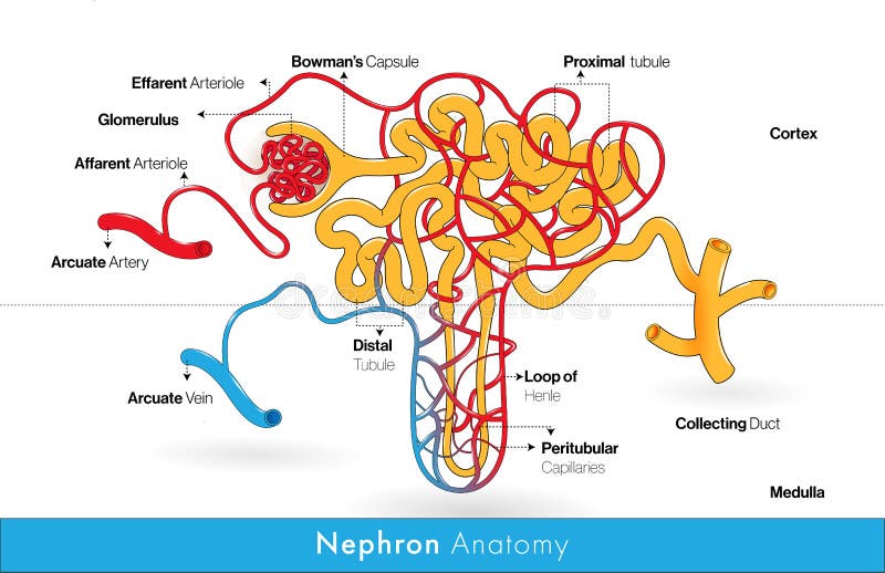 Structure design animal stock illustration. Illustration of gyhv ...