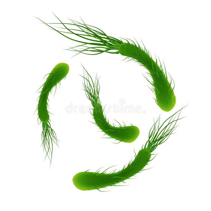 Campylobacter Stock Illustrations – 185 Campylobacter Stock ...