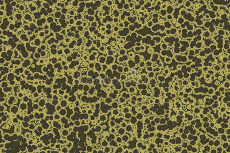 Microscopic Bacterium and Bacillus Bacteria Micro-organisms Stock Image ...