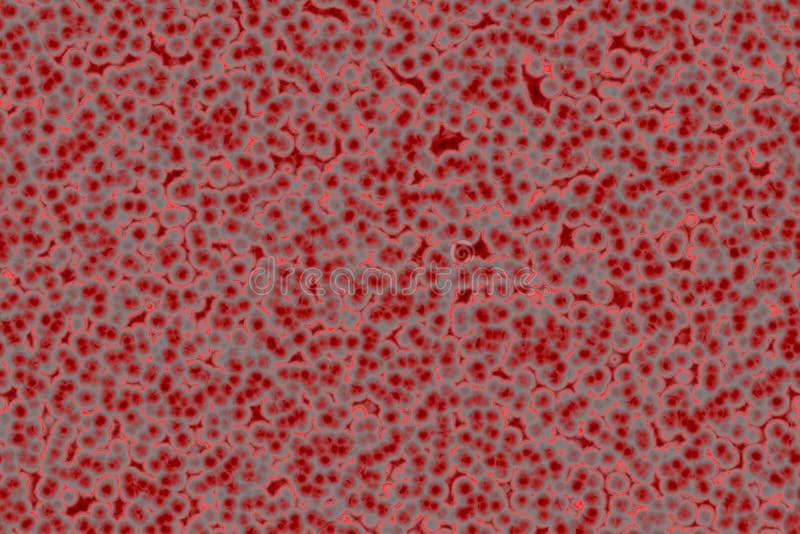 Microscopic Bacterium and Bacillus Bacteria Micro-organisms Stock Photo ...