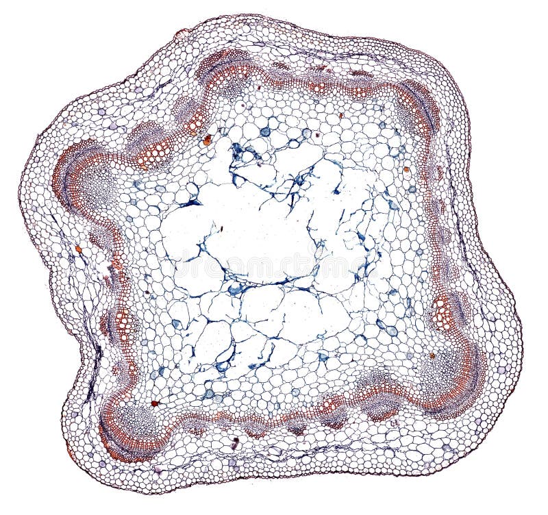 Microscopic Cross Section Cut of a Plant Stem Under the Microscope ...