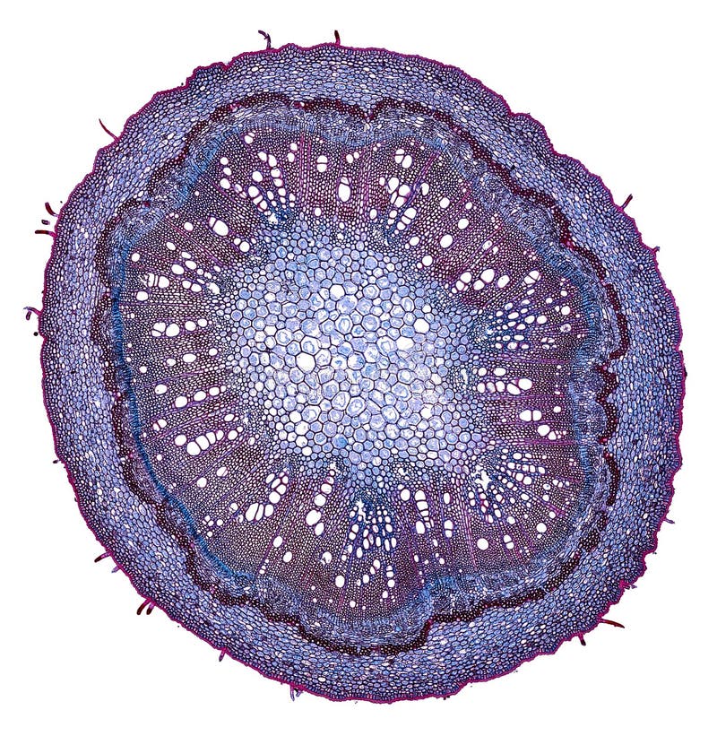 Microscopic Cross Section Cut of a Plant Stem Under the Microscope ...