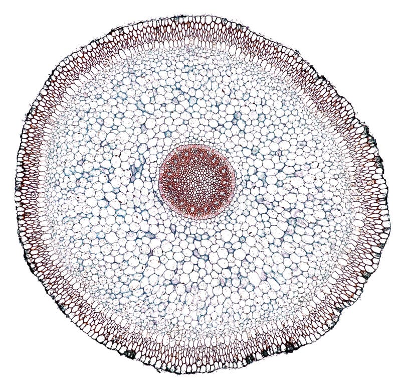 Microscopic Cross Section Cut of a Plant Stem Under the Microscope ...