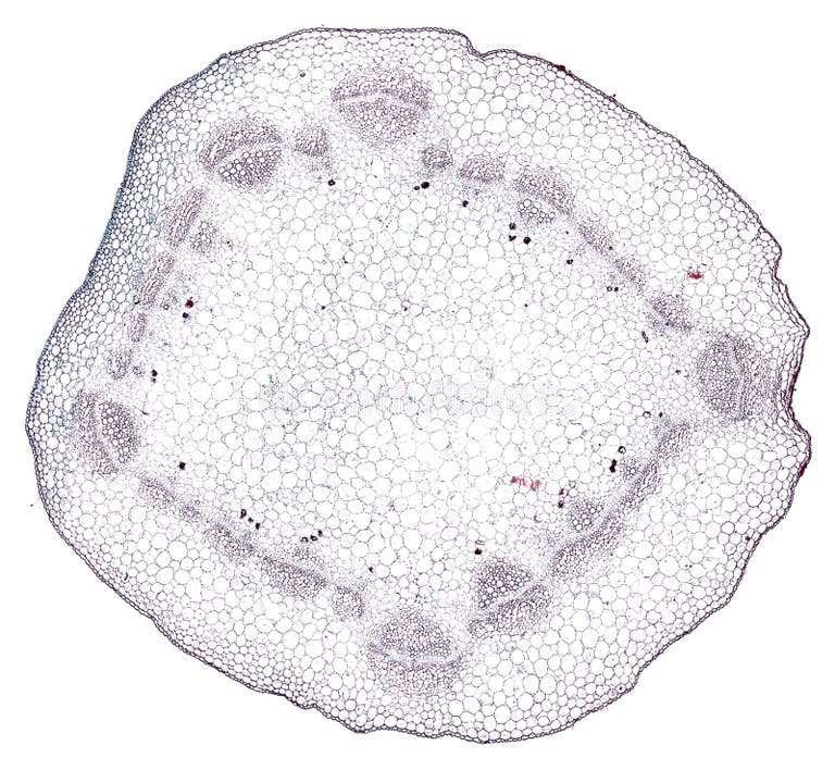 Microscopic Cross Section Cut of a Plant Stem Under the Microscope ...