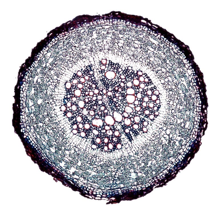 Microscopic Cross Section Cut of a Plant Stem Under the Microscope ...