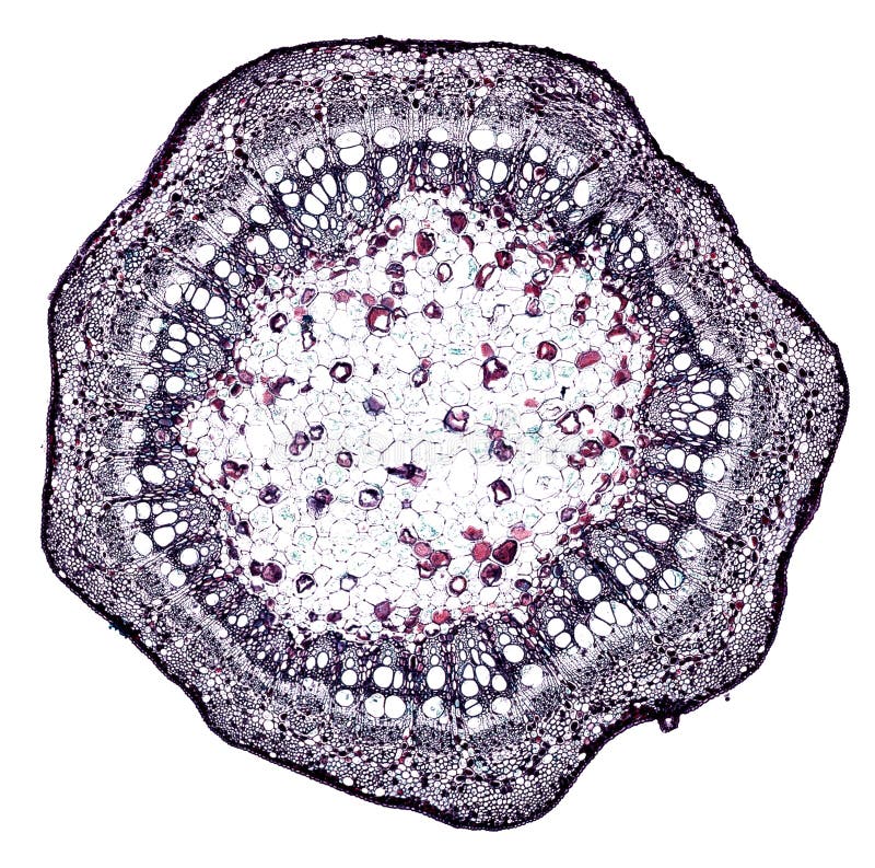 Microscopic Cross Section Cut of a Plant Stem Under the Microscope ...