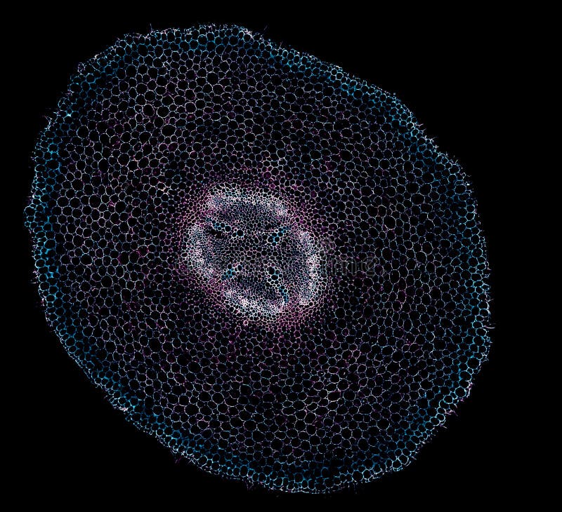 Microscopic Cross Section Cut of a Plant Stem Under the Microscope ...