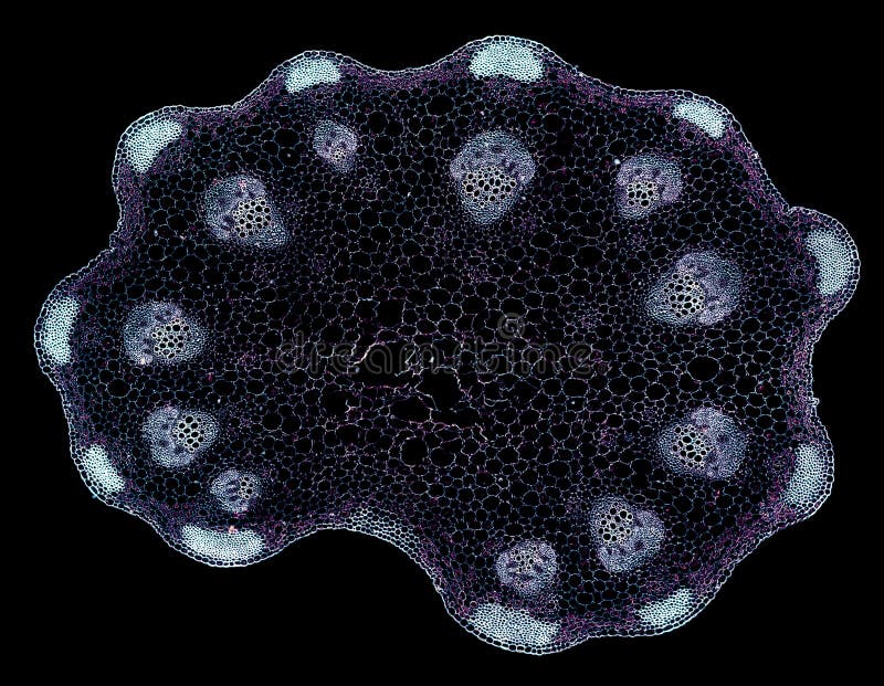 Microscopic Cross Section Cut of a Plant Stem Under the Microscope ...