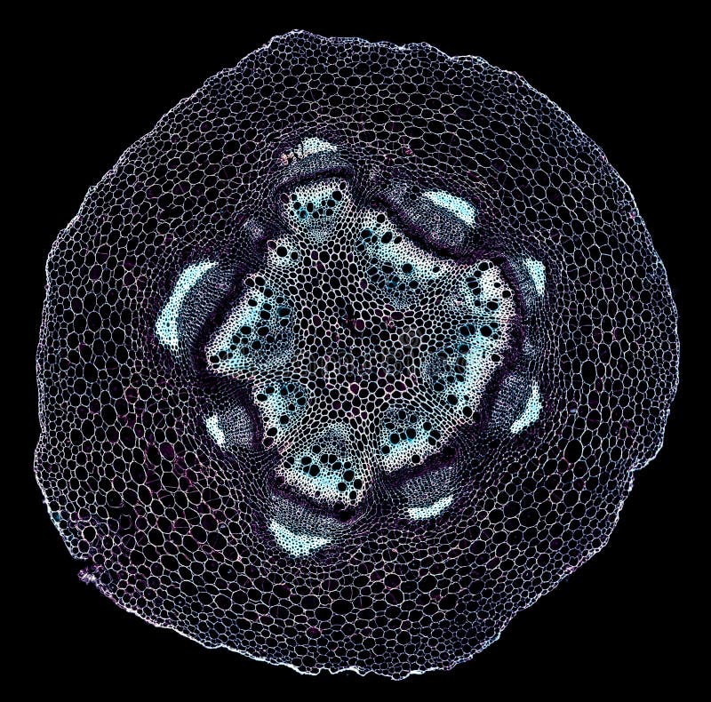 Microscopic Cross Section Cut of a Plant Stem Under the Microscope ...