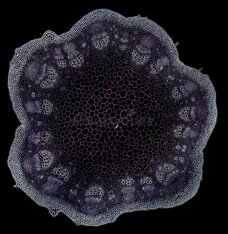 Microscopic Cross Section Cut of a Plant Stem Under the Microscope ...
