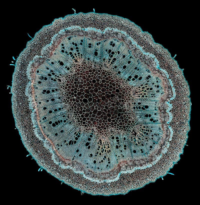Microscopic Cross Section Cut of a Plant Stem Under the Microscope ...