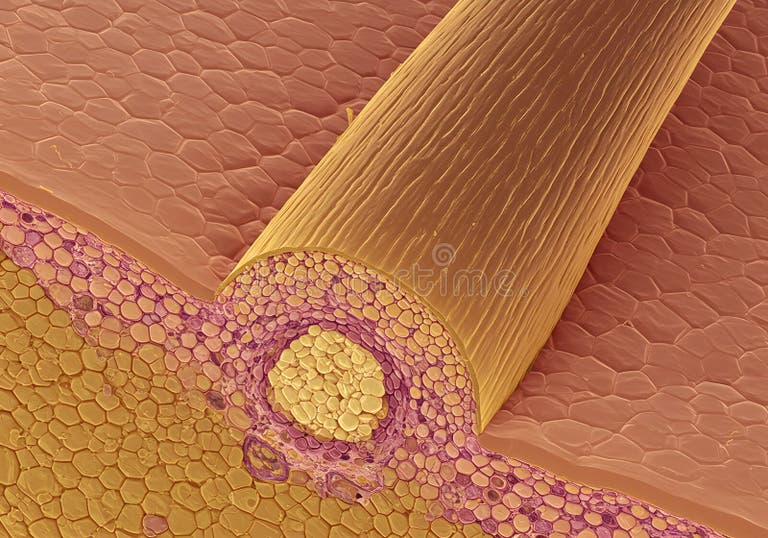Microscopic Cross Section Hair Follicle Stock Illustration ...