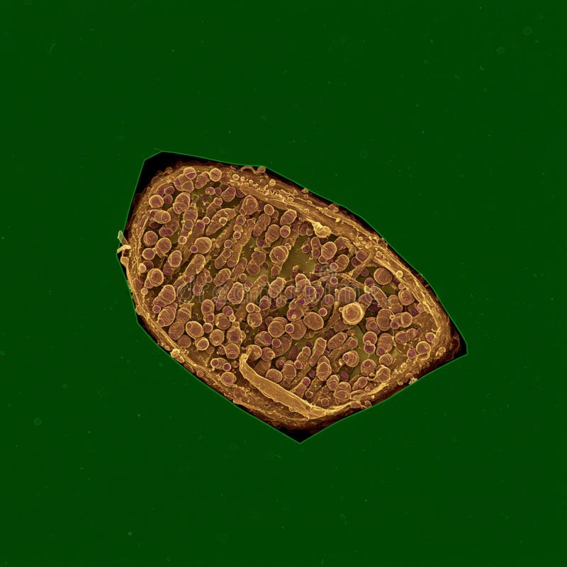 Parasitic Worm Eggs Stock Illustrations – 135 Parasitic Worm Eggs Stock ...