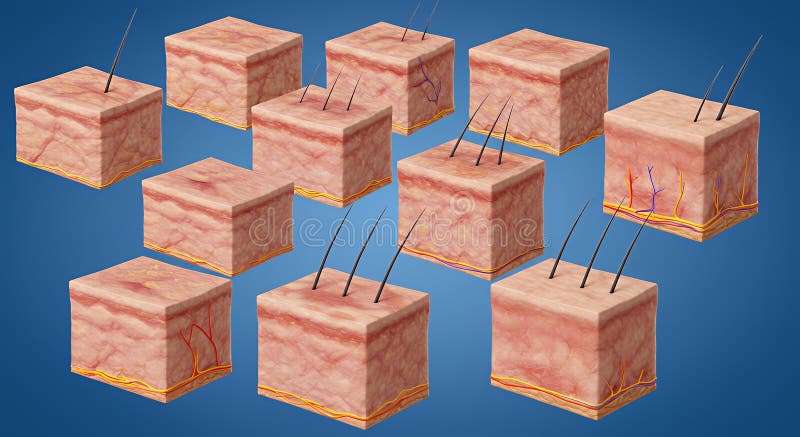 Microscopic 3D Renderings of Skin Tissue Showing Various Skin ...
