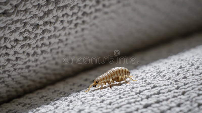 Microscopic Dust Mite Crawling on Fabric Stock Video - Video of problem ...