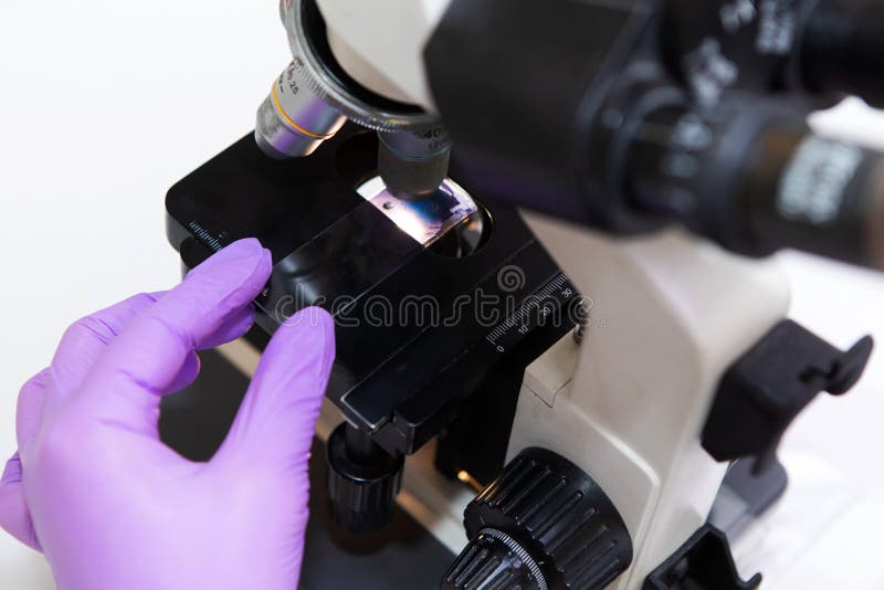 Microscopic Examination. Gloved Hand with Glass Plate Under the ...