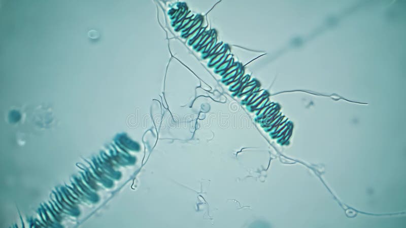 Microscopic Examination of Spirulina Strands Reveals Intricate ...