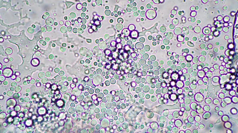 Microscopic Footage of Some Anonymous Bacteria Moving Under the ...