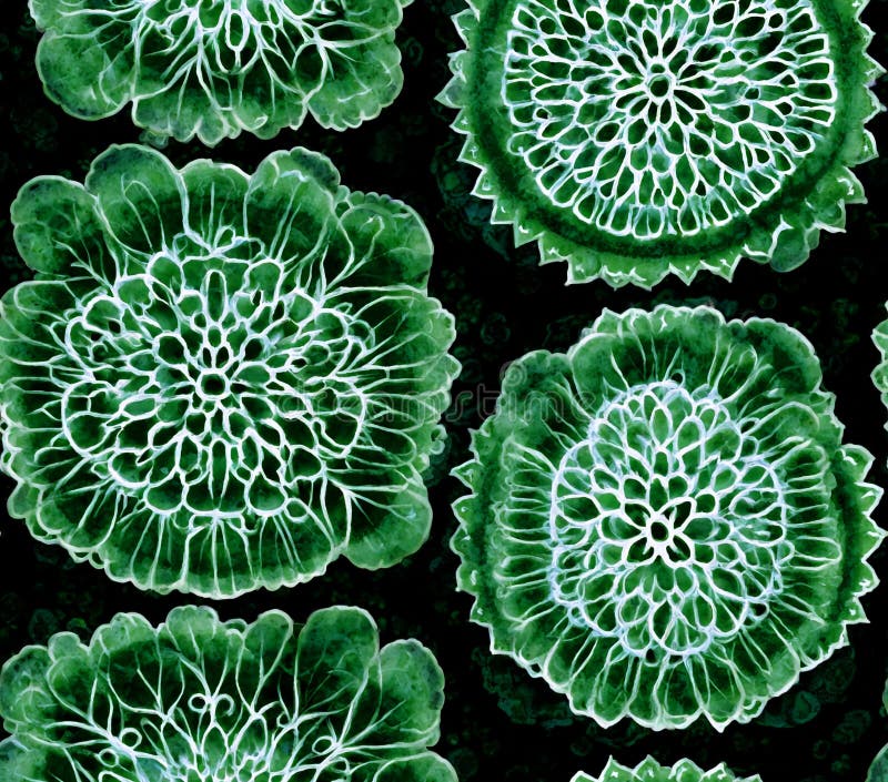 Microscopic Green Algae Detailed Cellular Structures Natures Patterns Stock Illustration ...