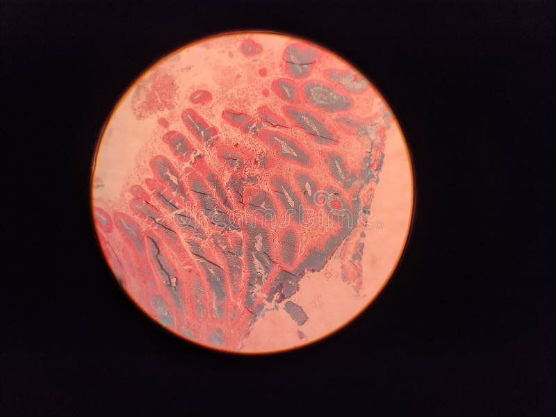 Microscopic Image of a Human Tissue Stain Slide. Histology Stain Stock ...