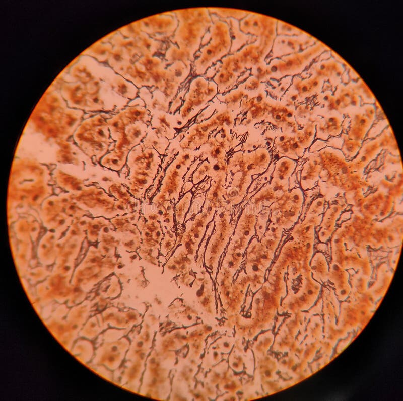 Microscopic Image of a Human Tissue Stain Slide. Histology Stain Stock ...