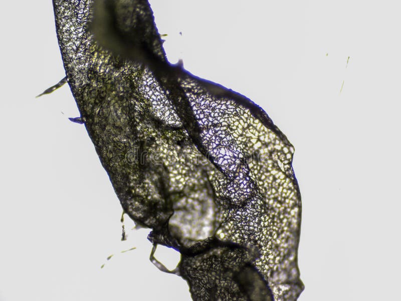 Piece of Clover Under Microscope Stock Image - Image of microscope ...