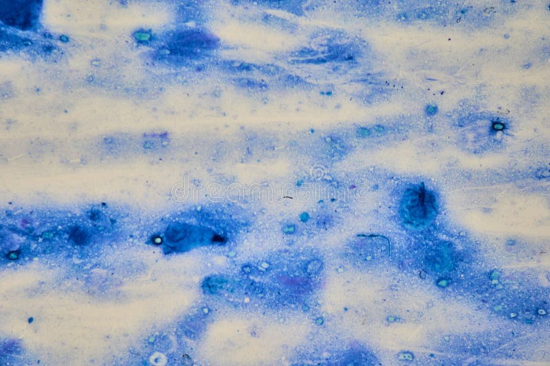 Microscopic Image of the Protozoan Bacterium Cryptosporidium Stock ...