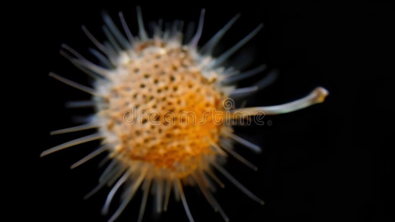 A Microscopic Look at a Single Pollen Grain Surrounded by Tiny Hairs ...