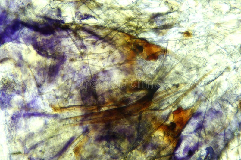 1,467 Compound Microscope Stock Photos - Free & Royalty-Free Stock ...