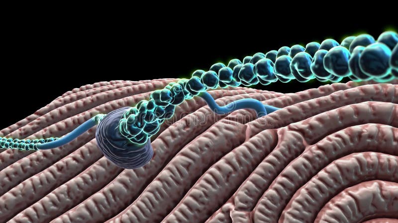 Microscopic Neural Activity Showing Dynamic Signals Across Neurons ...