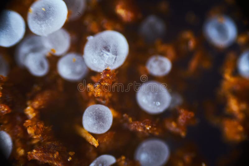 Microscopic Photo of Different Structures Stock Image - Image of ...