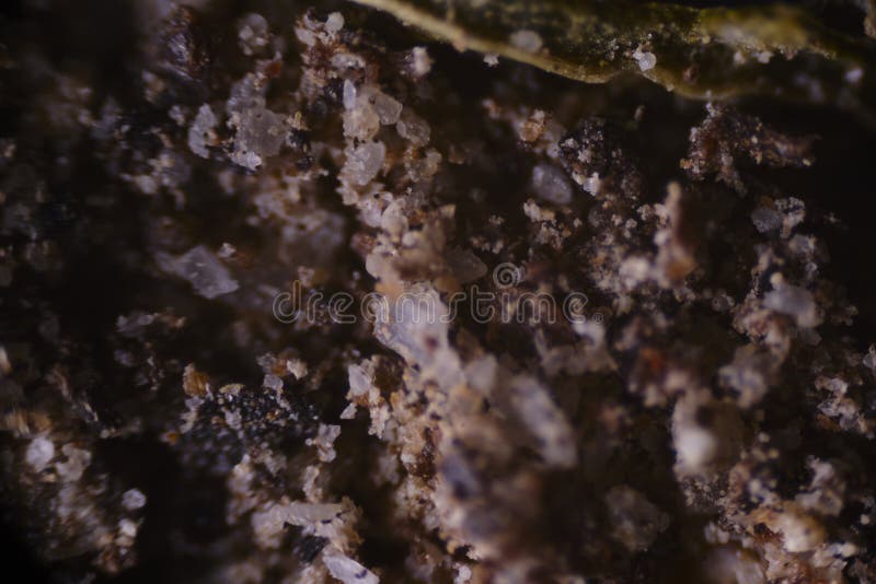 Microscopic photo stock image. Image of biology, microscope - 170825775