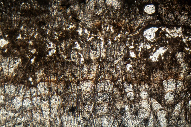 Microscopic Photo of a Thin Section of Calcareous Tufa Stock Photo ...