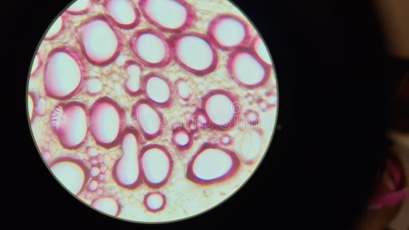 Structure of Beet Root Under a Microscope Stock Image - Image of ...