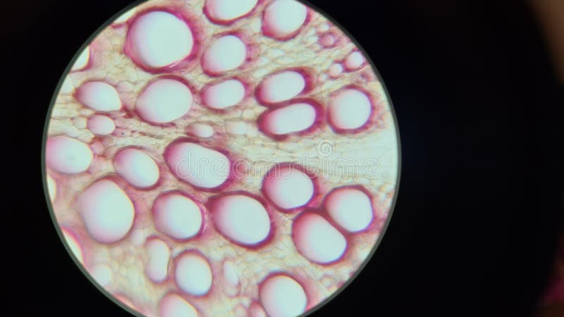 Beet Root Cut Under a Microscope Stock Photo - Image of abstract ...