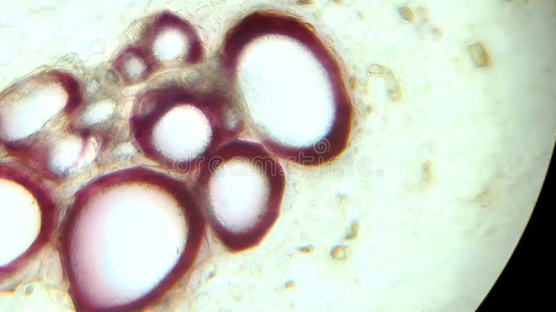 Structure of Beet Root Under a Microscope Stock Image - Image of ...