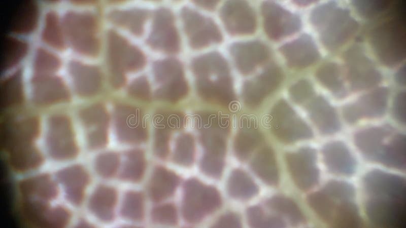 Microscopic Photography of Biological Objects Stock Video - Video of ...