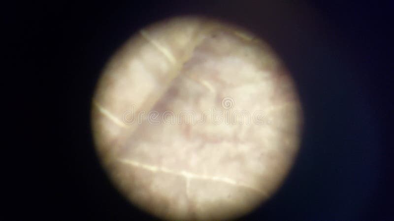 Microscopic Photography of Biological Objects Stock Footage - Video of ...