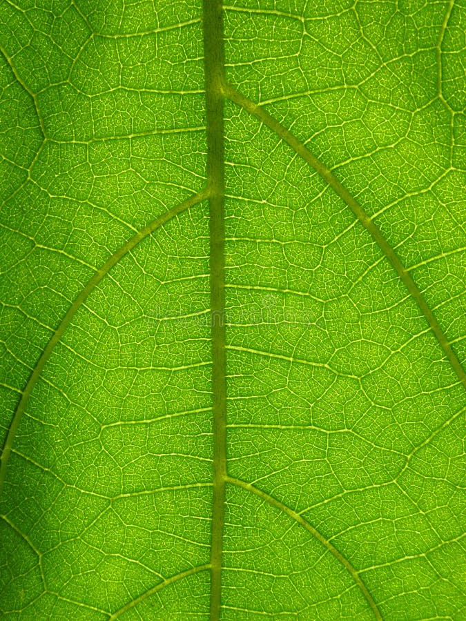 Microscopic plant leaf stock image. Image of microscopic - 6261111