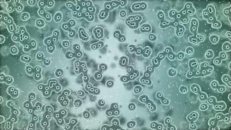 Microscopic Plate of Bacteria Multiplying Themselves Stock Photo ...
