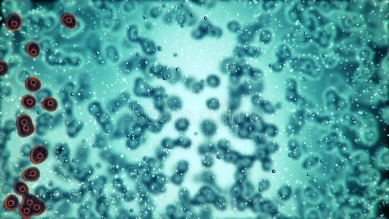 Microscopic Plate of Bacteria Multiplying Themselves Stock Photo ...