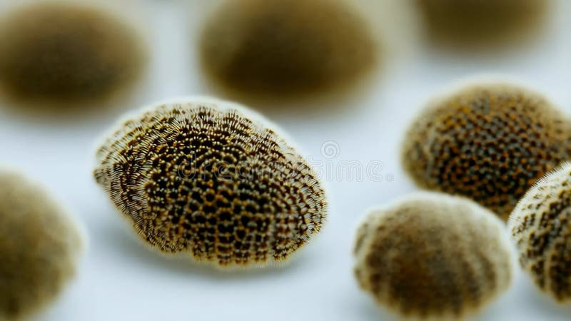 Microscopic Pollen Grains Rotating on White Background Stock Video ...